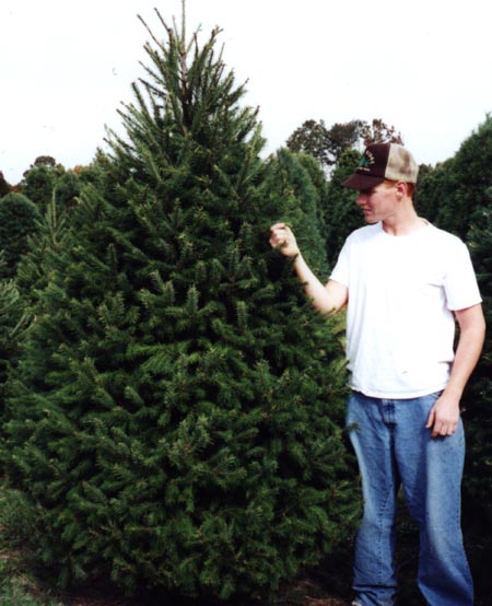 Holly Ridge Varieties